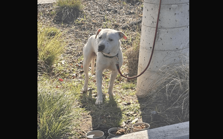 A dog was abandoned outside Google on Christmas Eve. Then Reddit came ...