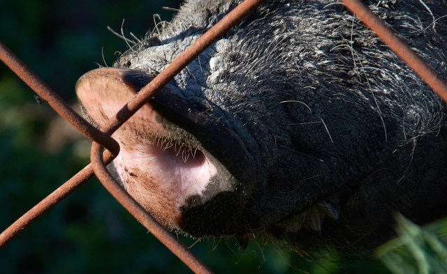 Officials take bold action as wild animals wreak havoc: 'They spread ...