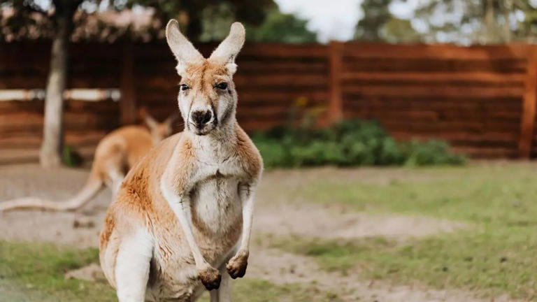 Kangaroos cannot walk backwards! Some weird animal facts that sound ...