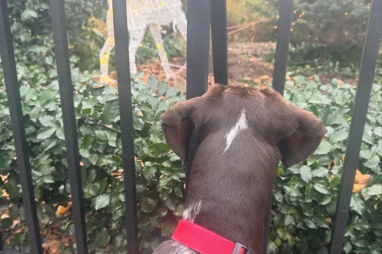 David Muir gives rare insight into personal life as he misses World News Tonight