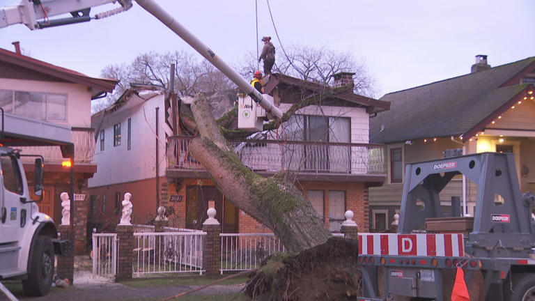 Neighbours worry after oak tree falls on house in East Vancouver