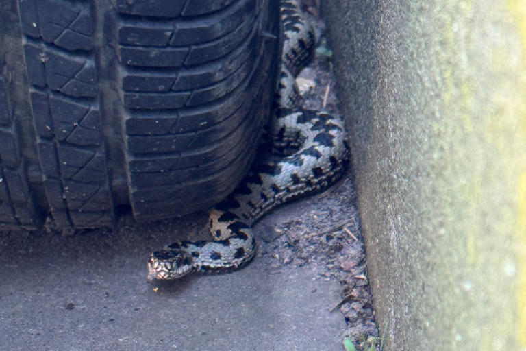 Anwohner in Angst: Giftschlange verirrt sich auf Grundstück