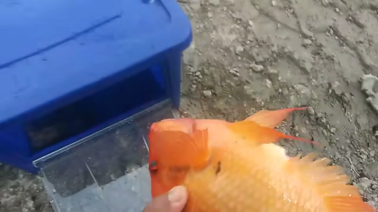 DIY plastic bin trap lands a huge catch