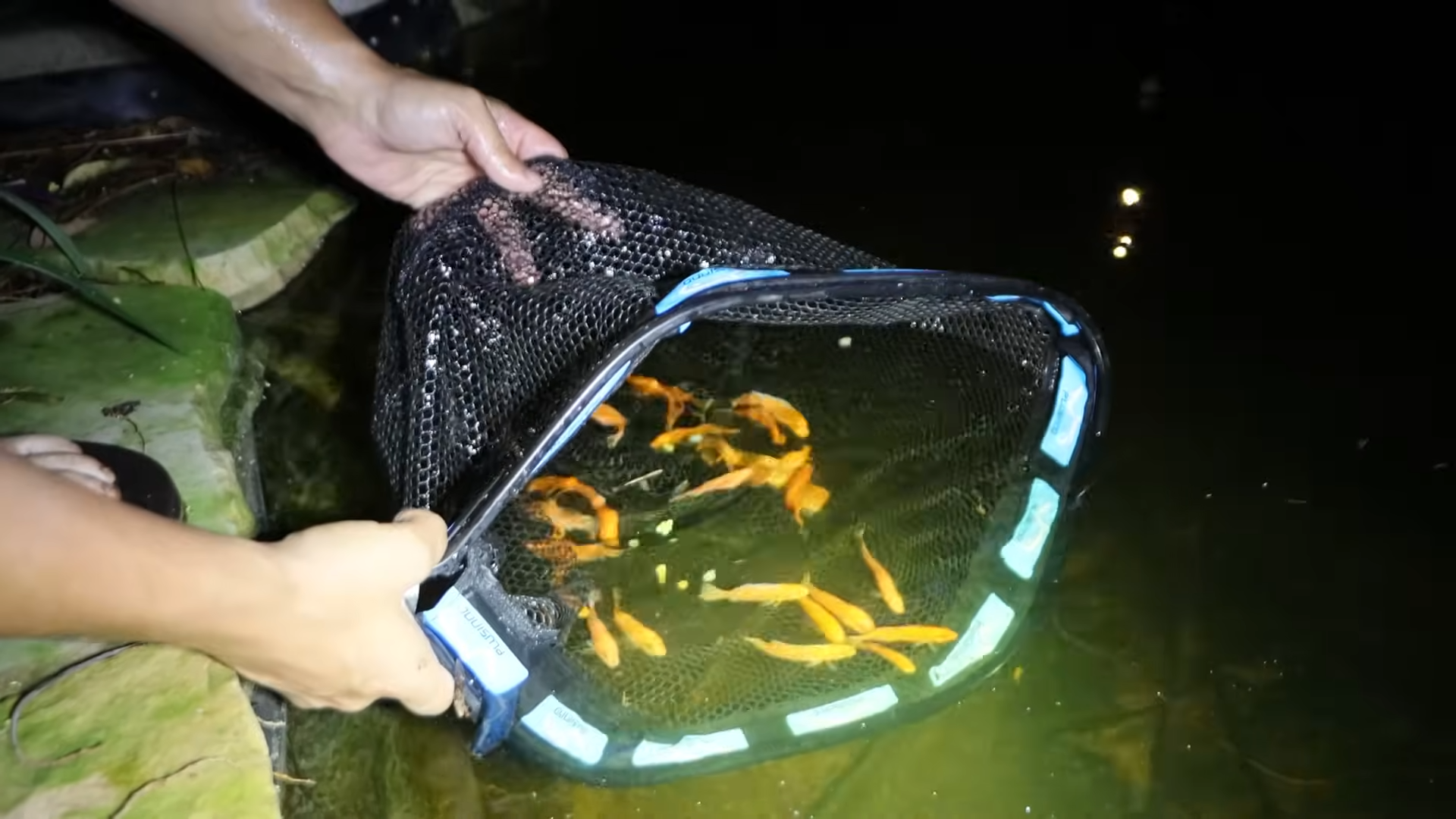 The hidden spillway packed with wild aquarium fish