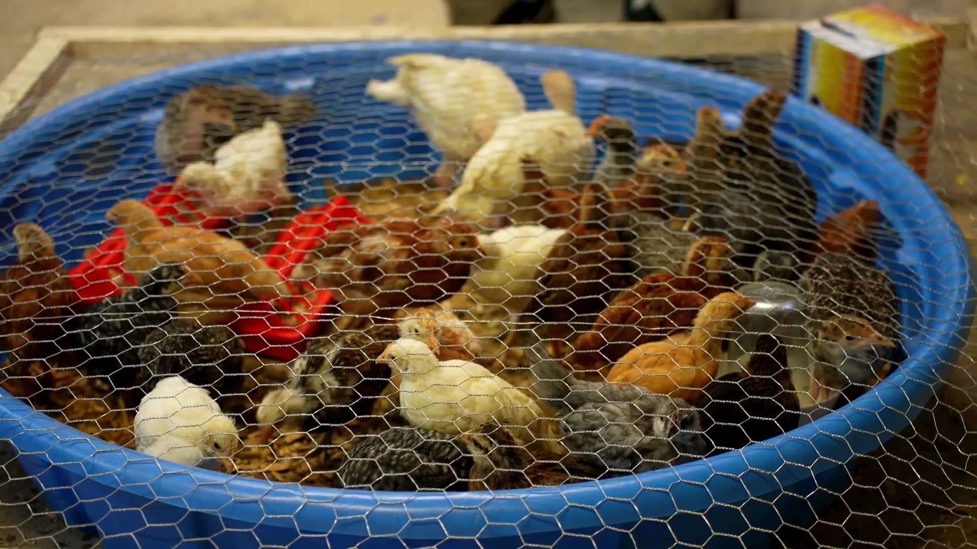Sustainable protein source for long-term emergencies