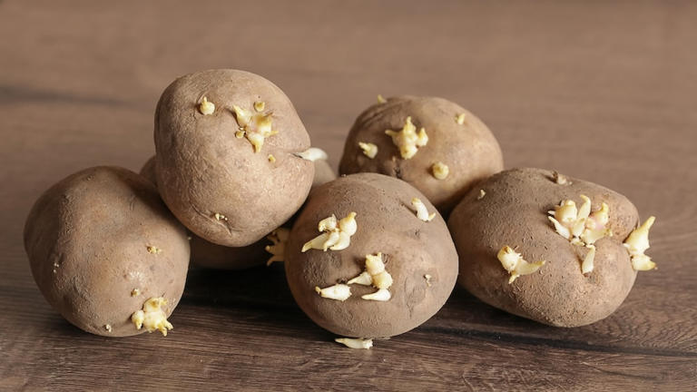 Can you still eat sprouting potatoes?