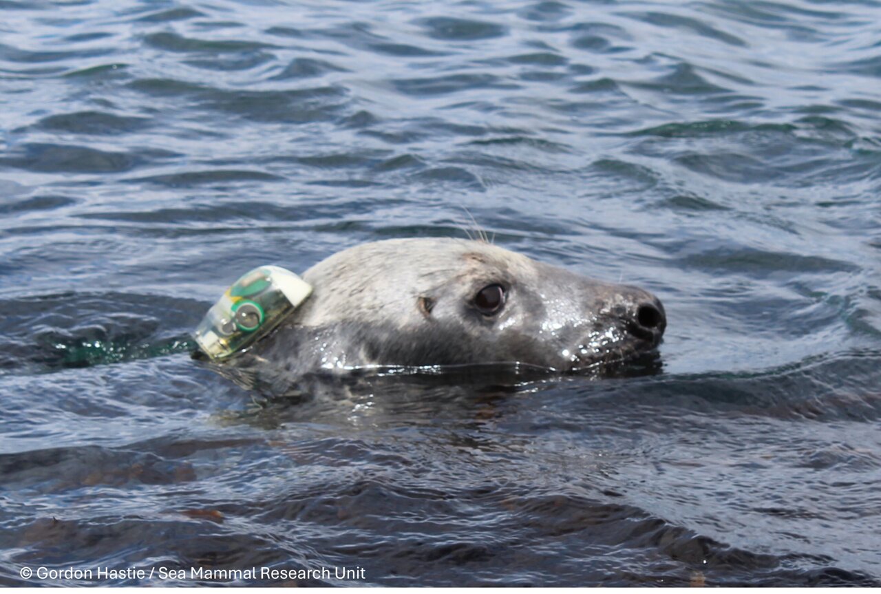 Seals on the move: Key data for offshore development and international ...