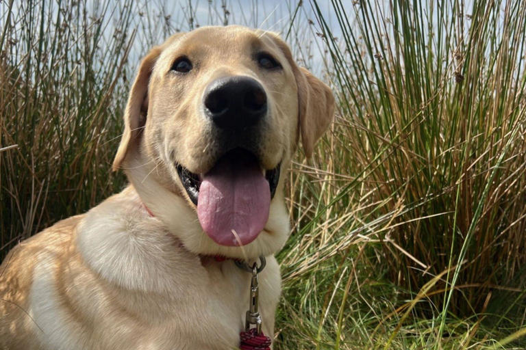 Meet Sniff, the adorable eleven-month-old trainee search dog set to ...