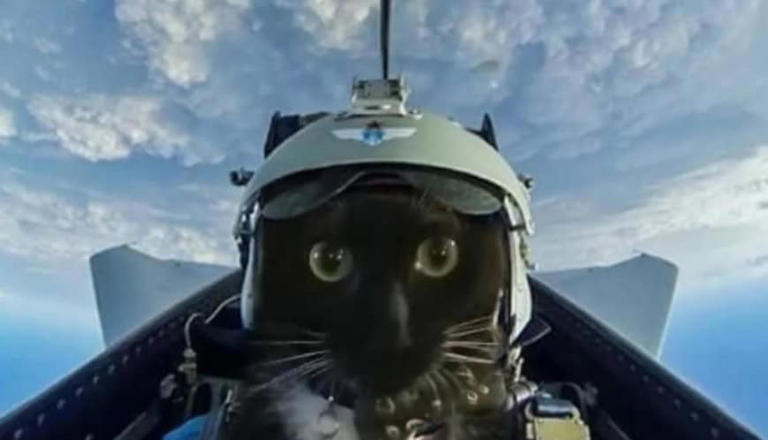23 cat memes that show why they don’t need their humans