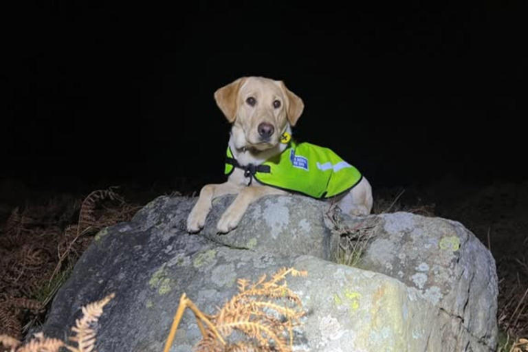 Meet Sniff, the adorable eleven-month-old trainee search dog set to ...