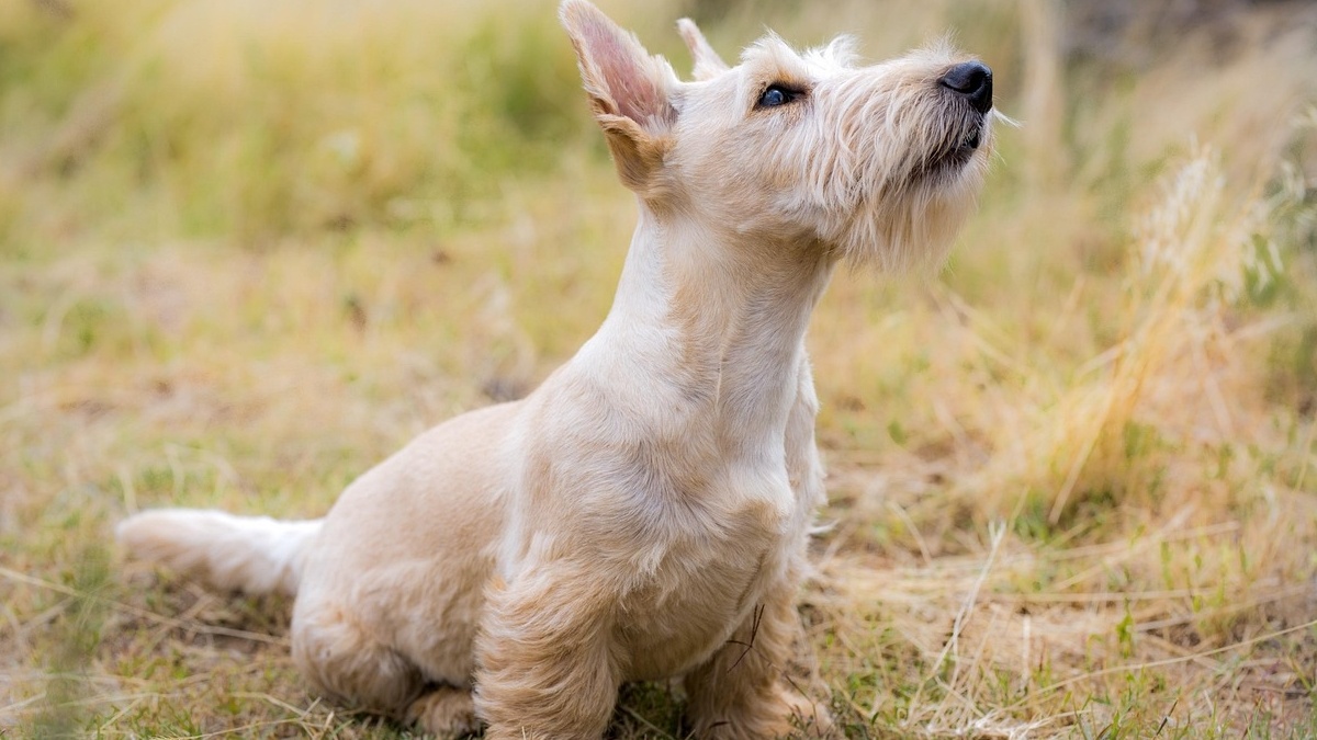 If your dog does this, he loves you more than you think: 9 sure signs