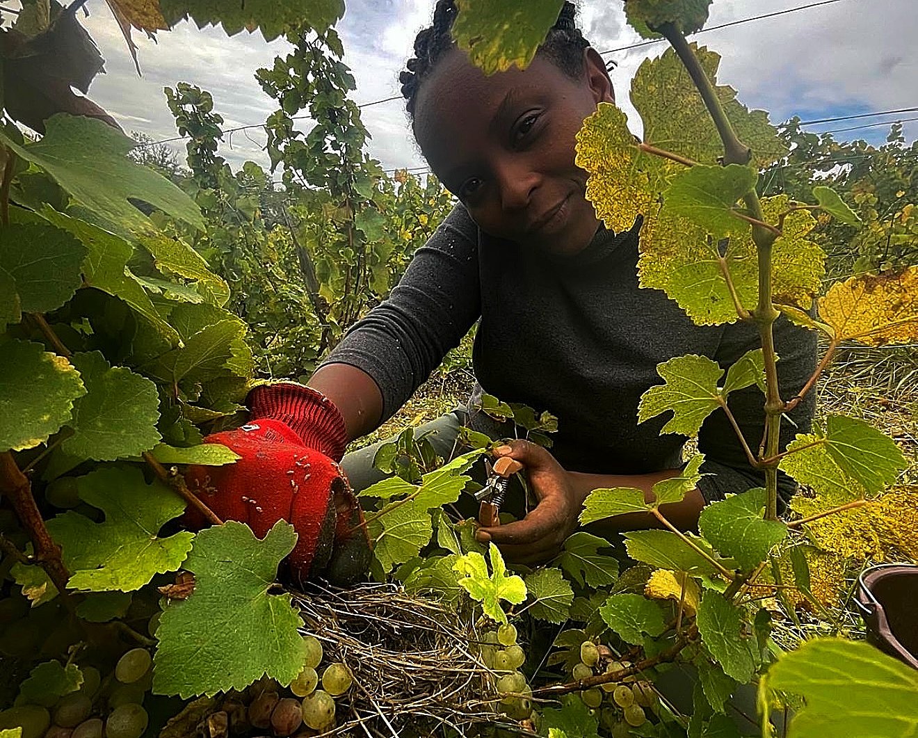 Meet the sommelier bringing biodynamic wines to Africa