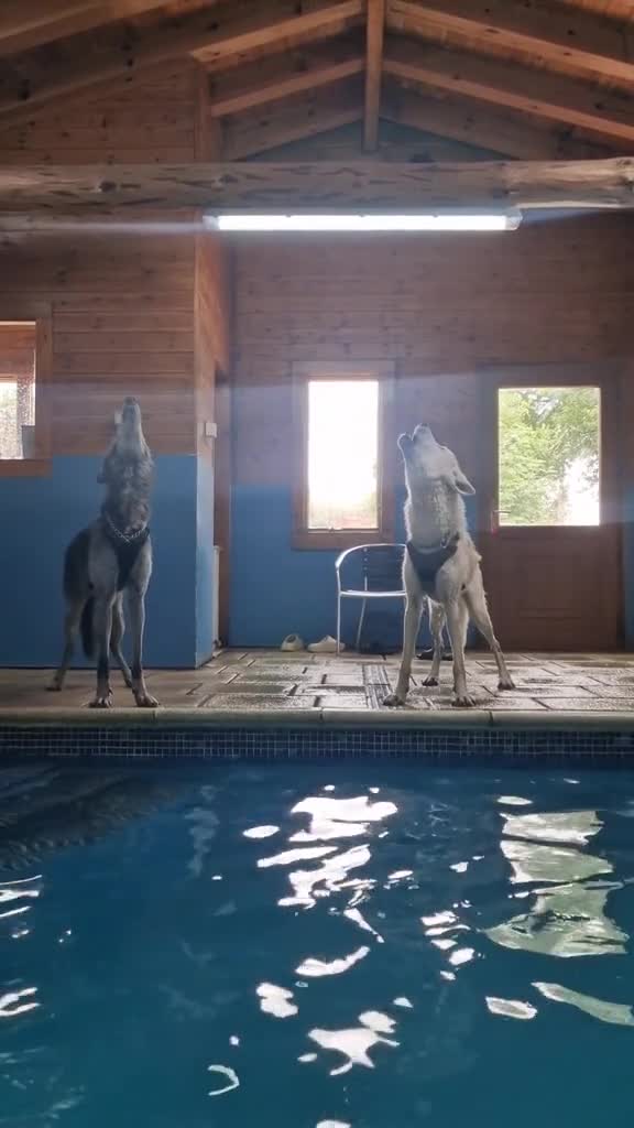 Wolves howling by the pool: An unexpected serenade