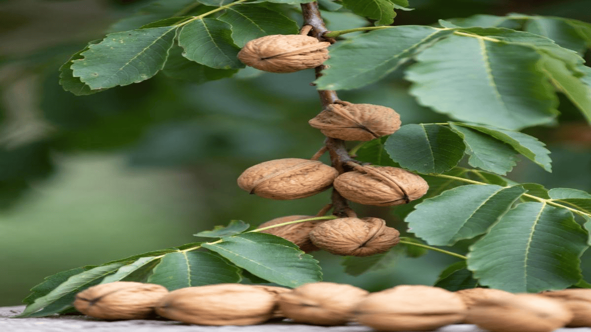 Why eating walnuts every day could be one of the best habits for your ...