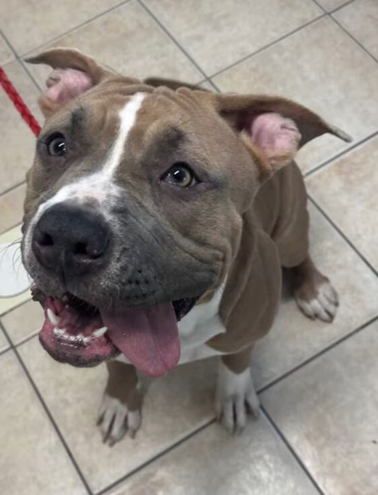 Zoomies, snuggles & lots of play: Basil the big goofy blockhead needs a ...