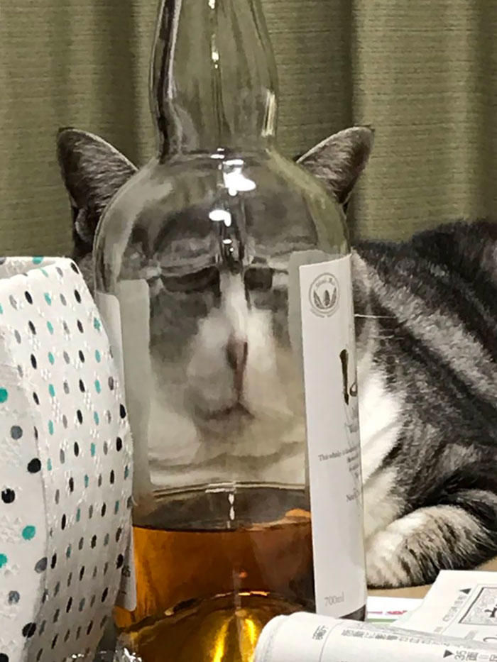 People are sharing hilarious distorted pictures of animals through ...