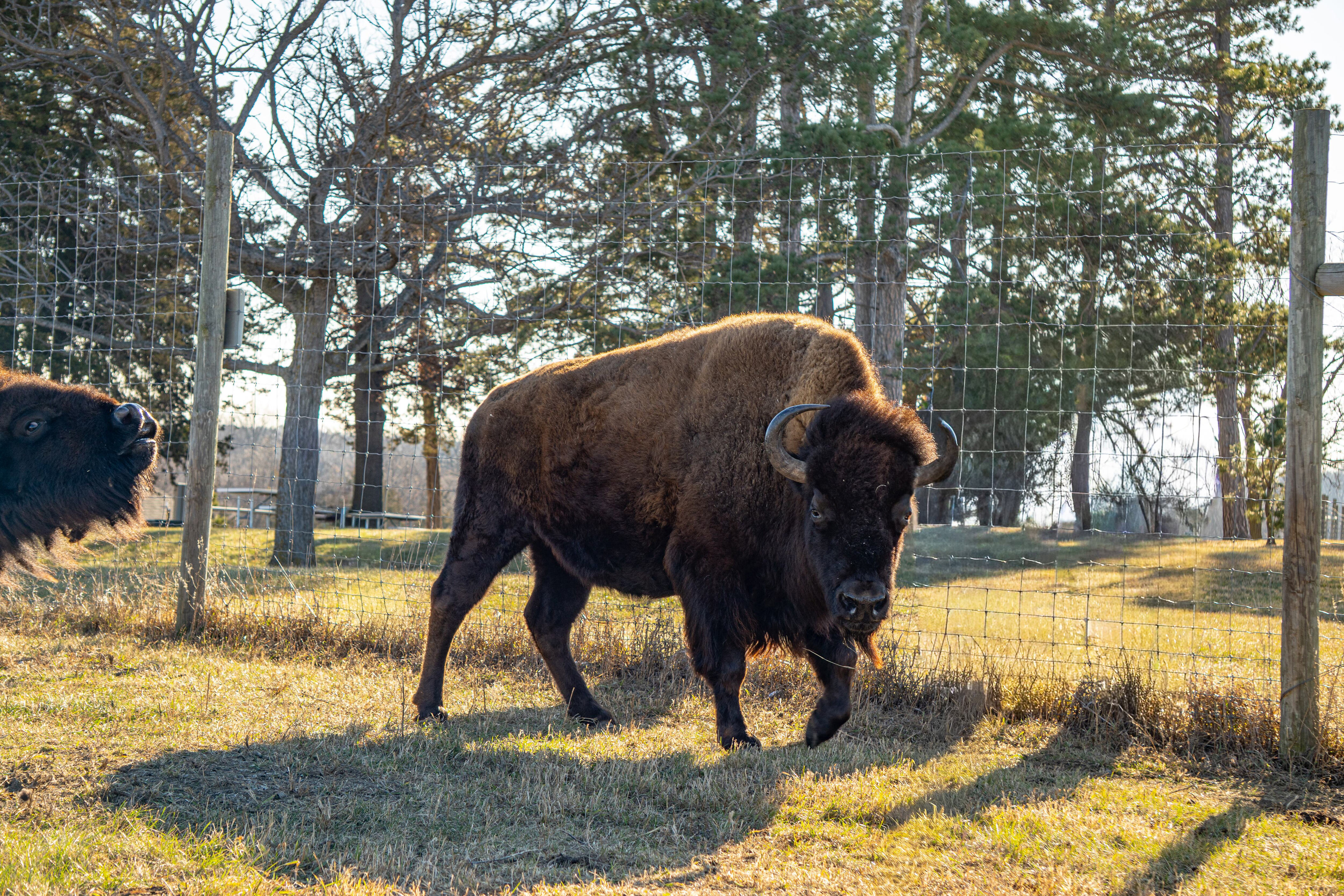 New female bison joins Pioneers Park Nature Center herd