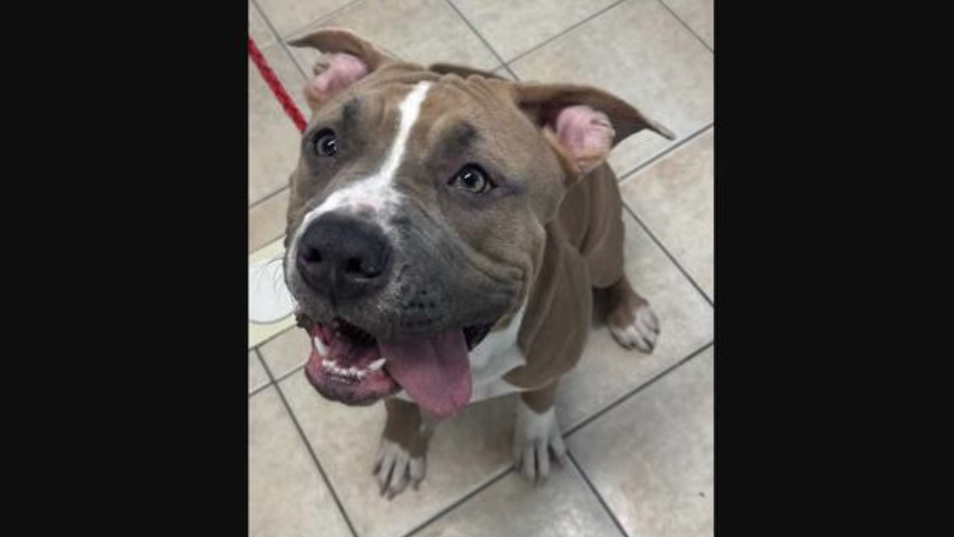 Zoomies, snuggles & lots of play: Basil the big goofy blockhead needs a ...