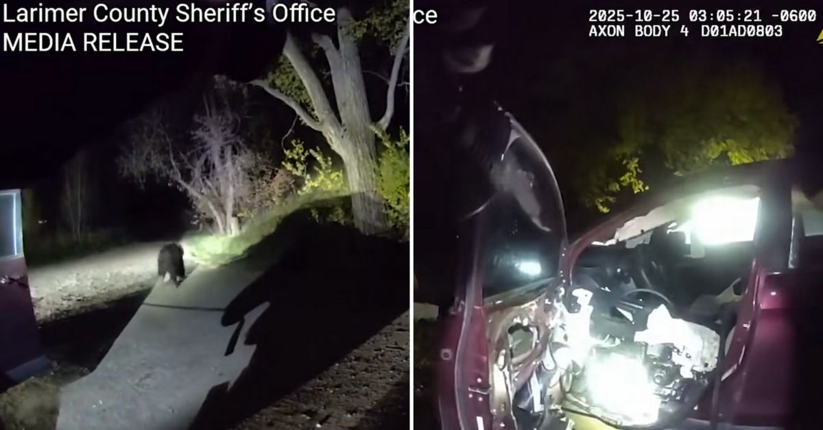 Colorado police remove bear trapped in car