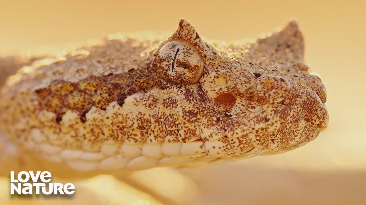 The sidewinder rattlesnake dominates the desert | Wild California