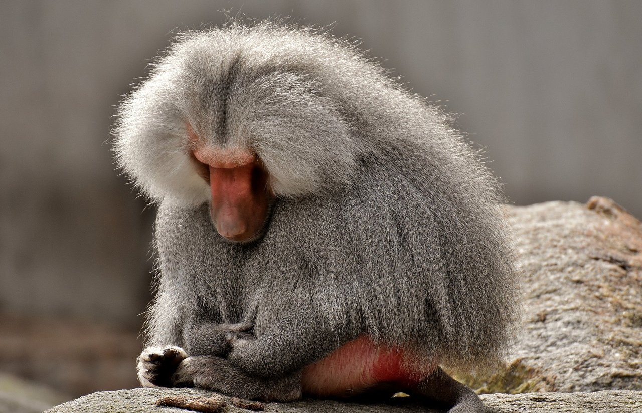 Managing conflict between baboons and people: What's worked, and what ...