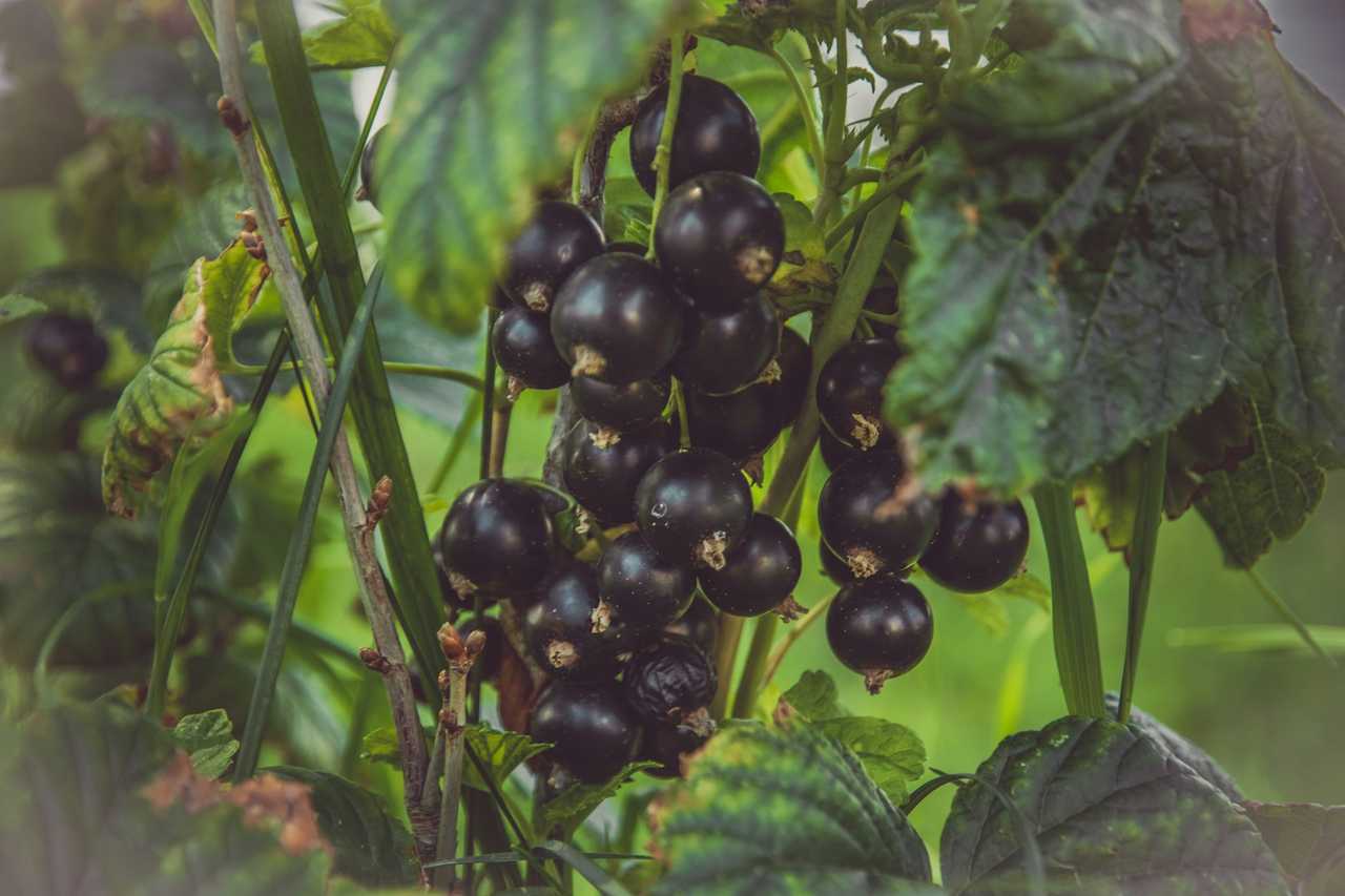 McCormick names black currant as 2026's flavor of the year