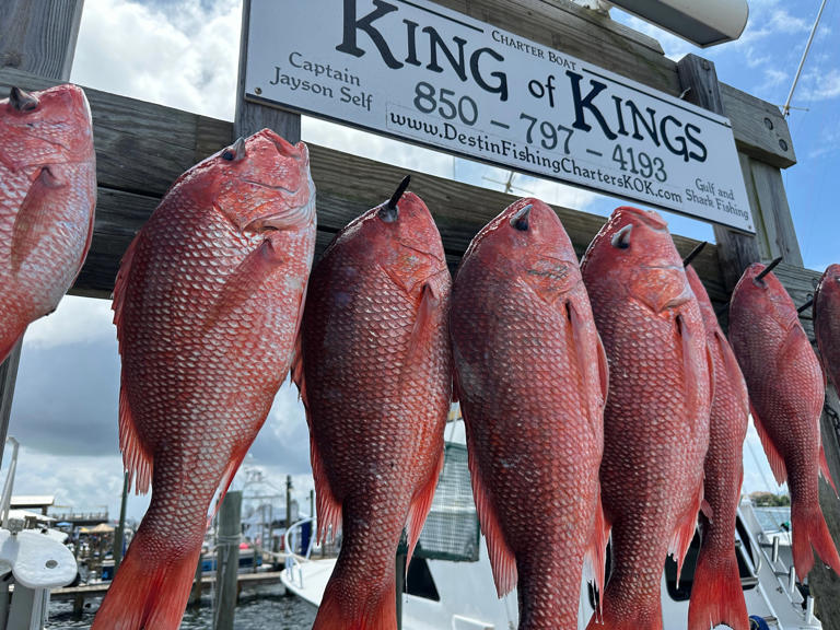 Red snapper recreational for-hire season now open until Jan. 1, 2026