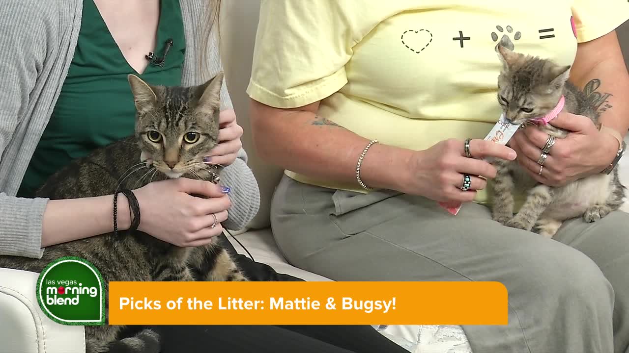 Pick of the litter: Meet Mattie & Bugsy from Kitty Mafia Rescue