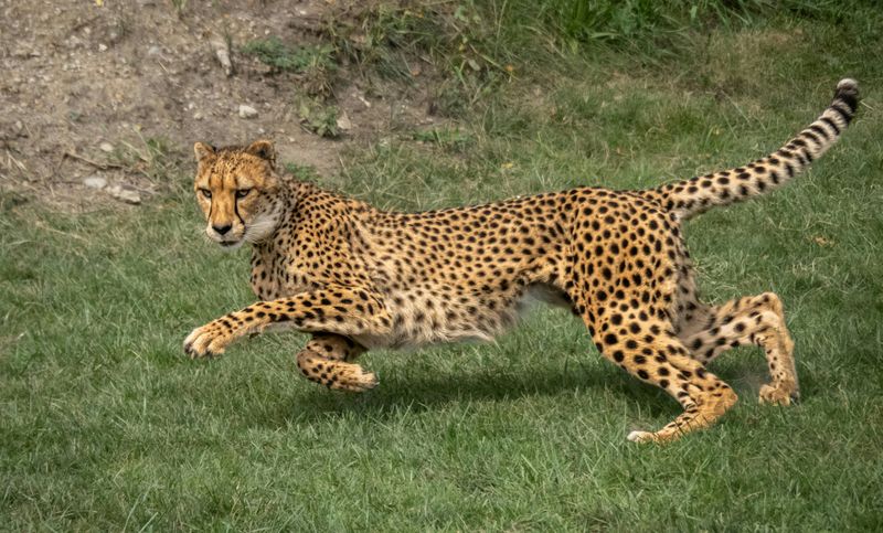 Which cat is actually the strongest? The ultimate feline tier list
