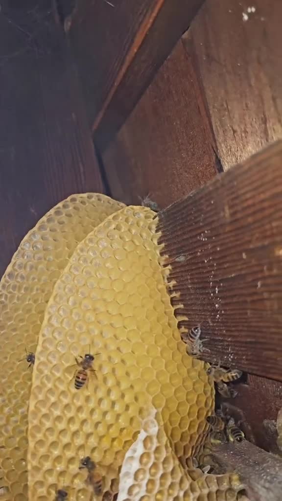 Surprising beehive discovery inside the wall!