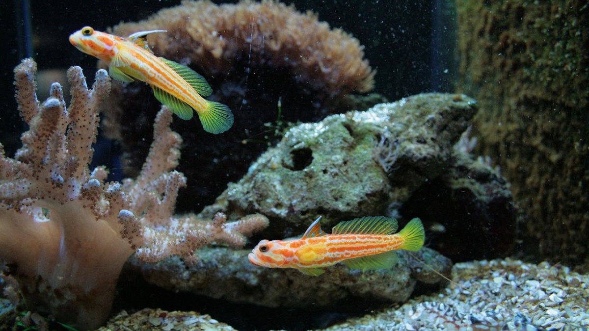 10 aquarium decorations you should never use: Protect your fish from ...