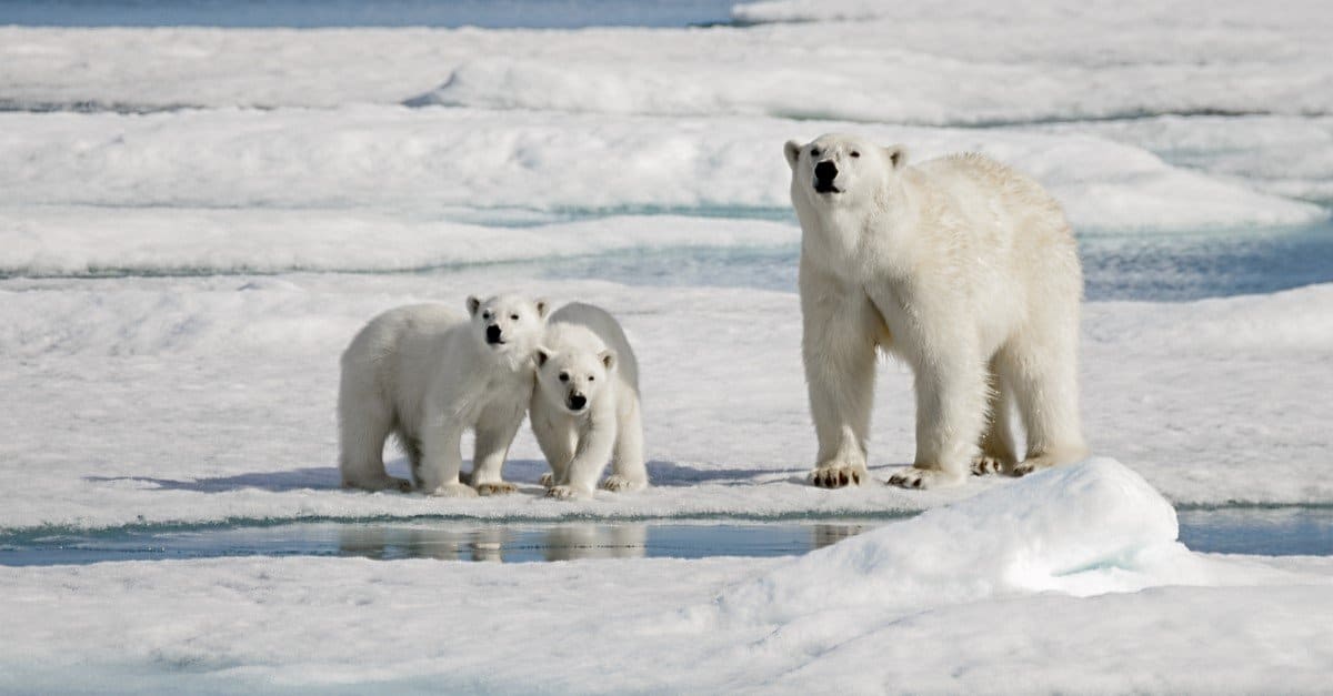 The heaviest animals on Earth and the one with a car sized heart