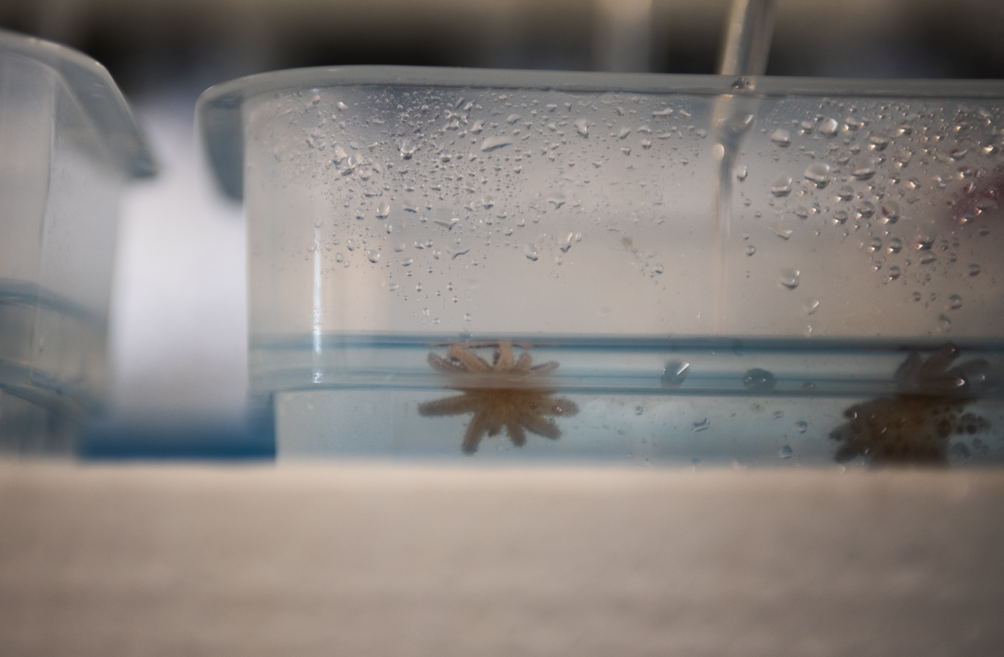 A deadly pathogen decimated sunflower sea stars. Look inside the lab ...