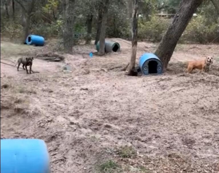 'Scars tell a heartbreaking story' in suspected dog fighting operation