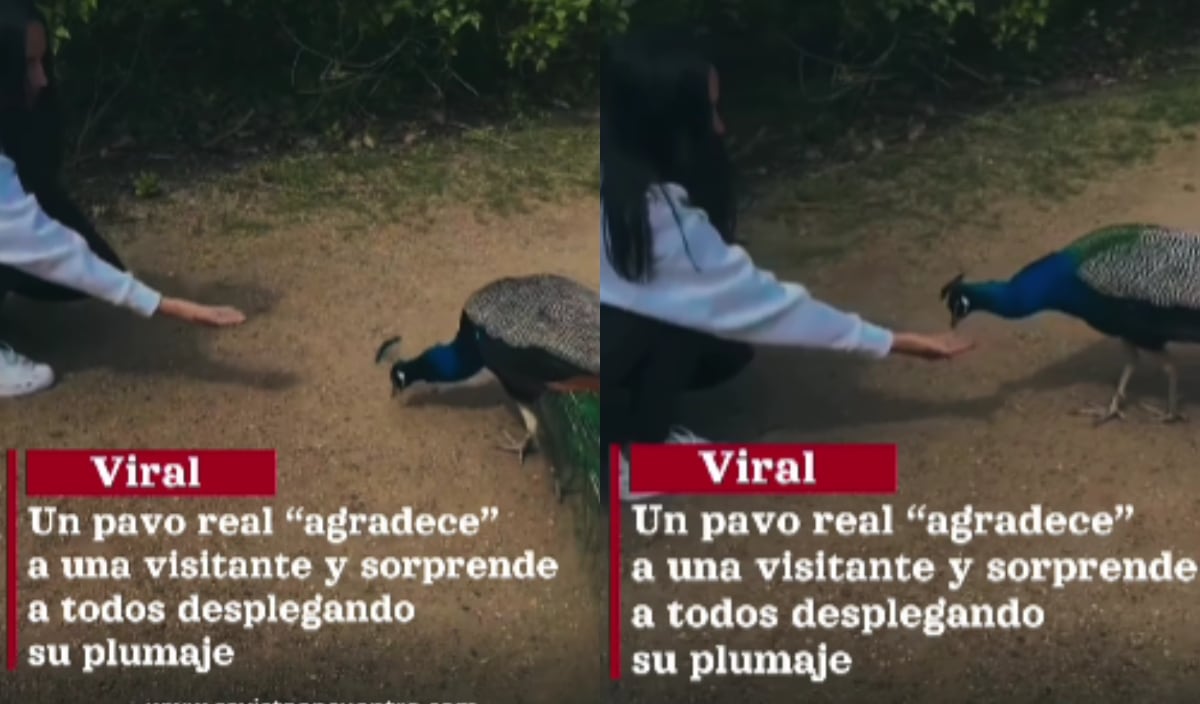Joven alimenta a un pavo real y este despliega su hermoso plumaje en ...