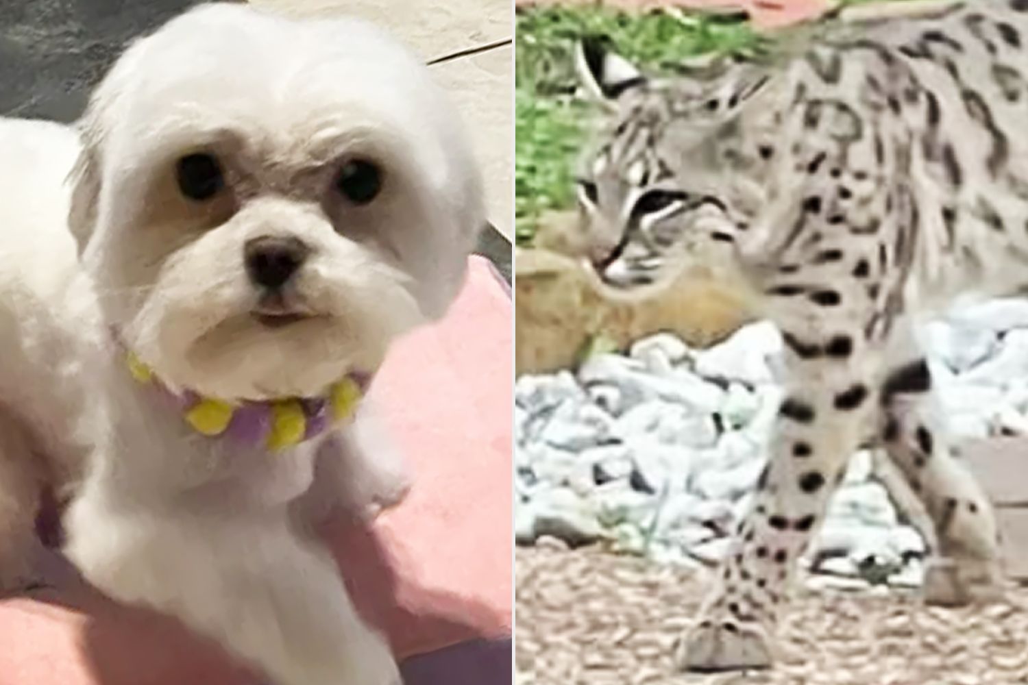 Texas couple warns others to beware of bobcats after a wild feline ...