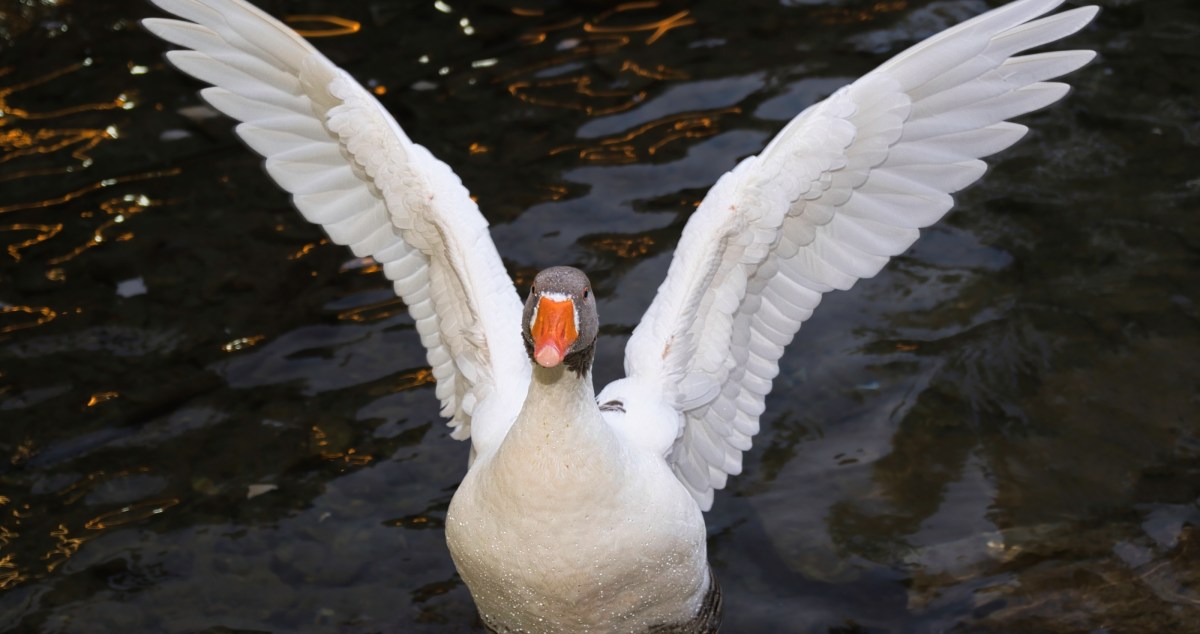 Family surprised when goose continuously shows up at their door