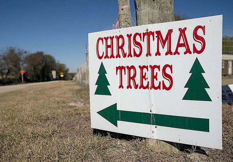 Texas Christmas tree industry sees growth in demand, farm acreage