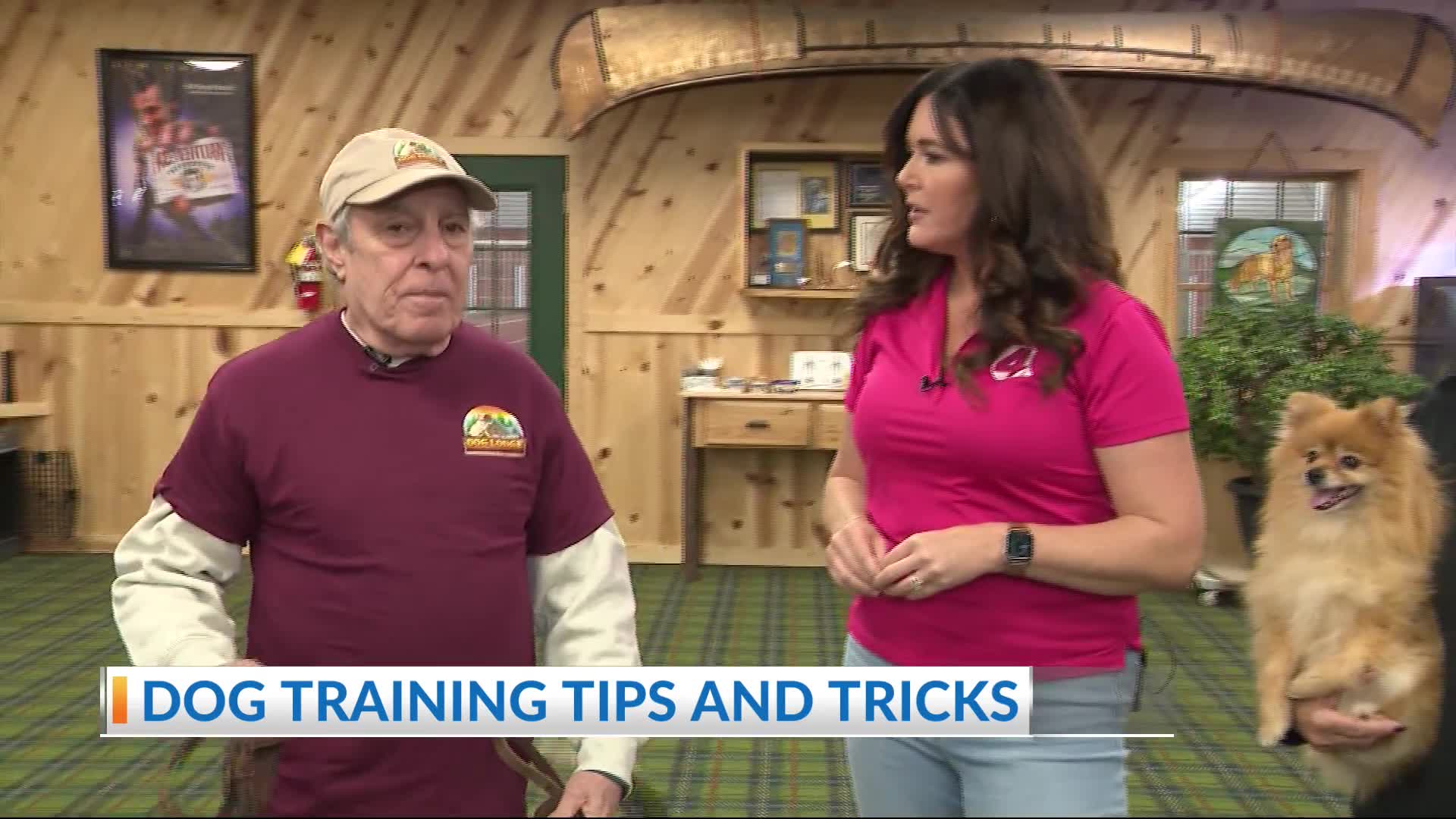 Dog training tips and tricks