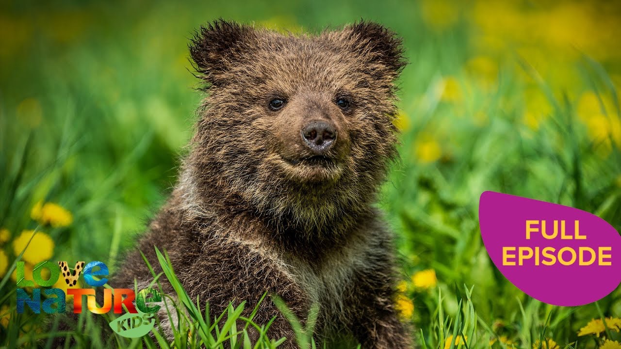 Bear cubs wrestle with their buddies | Baby animals 103