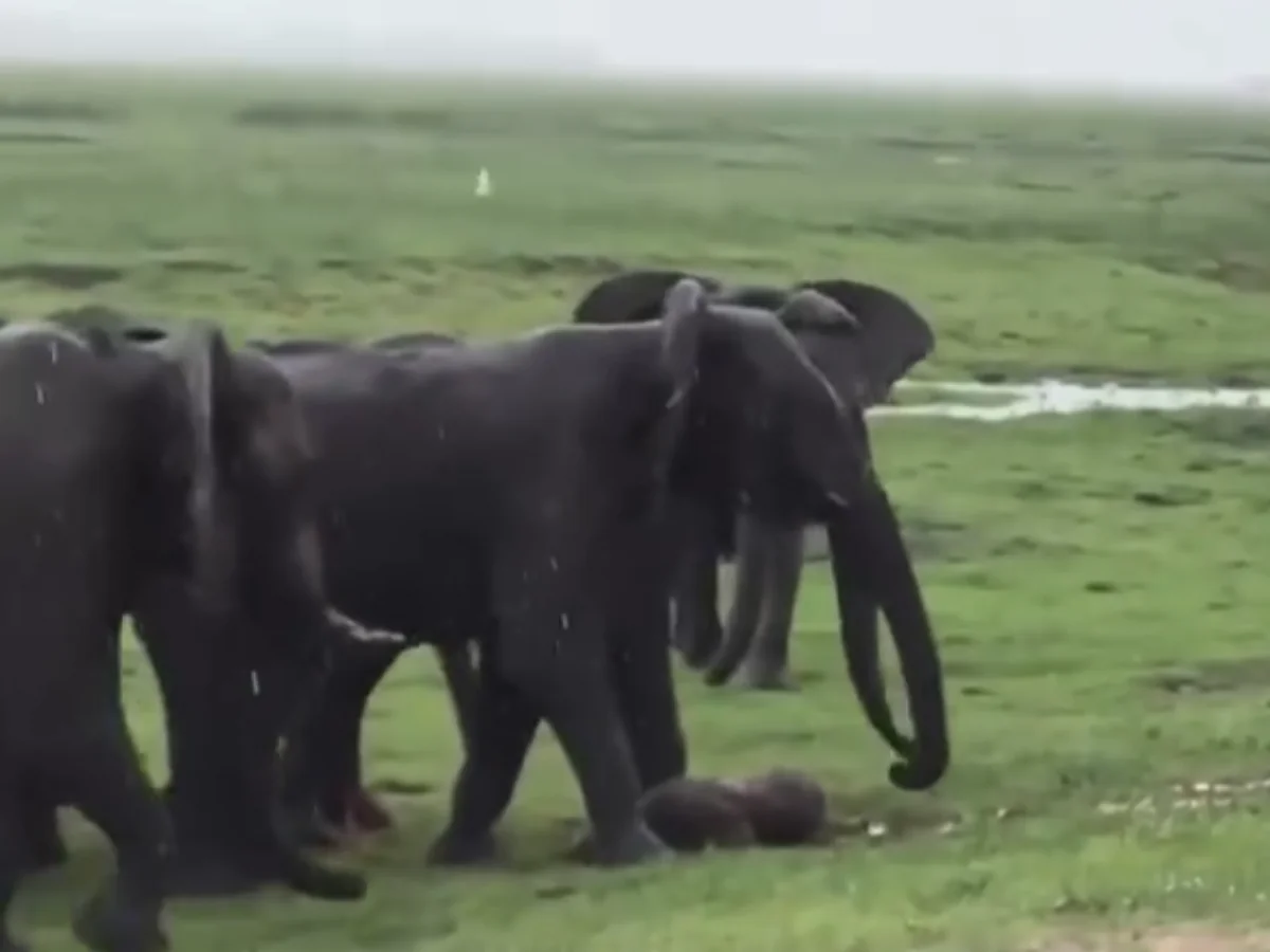 Vídeo mostra o momento em que um filhote de elefante nasce e a manada ...