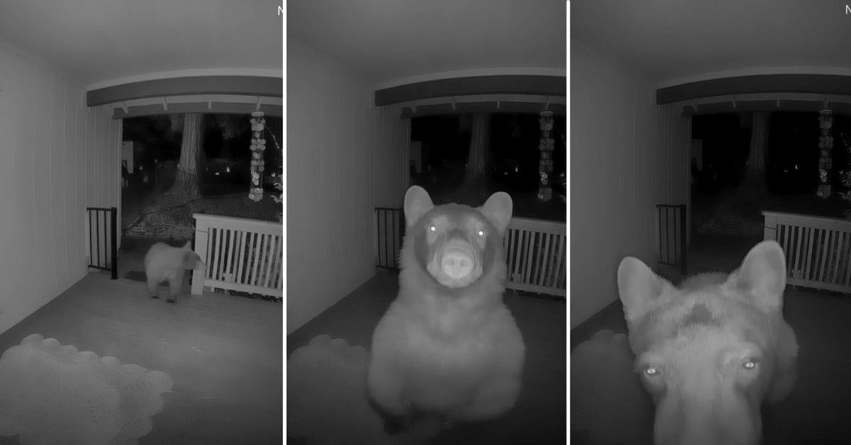 Bear plays 'ding dong ditch'