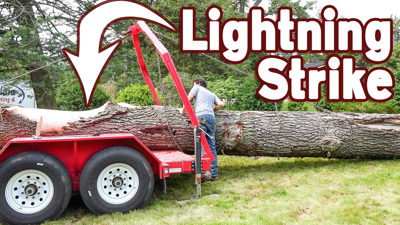 Salvaging a walnut tree after lightning