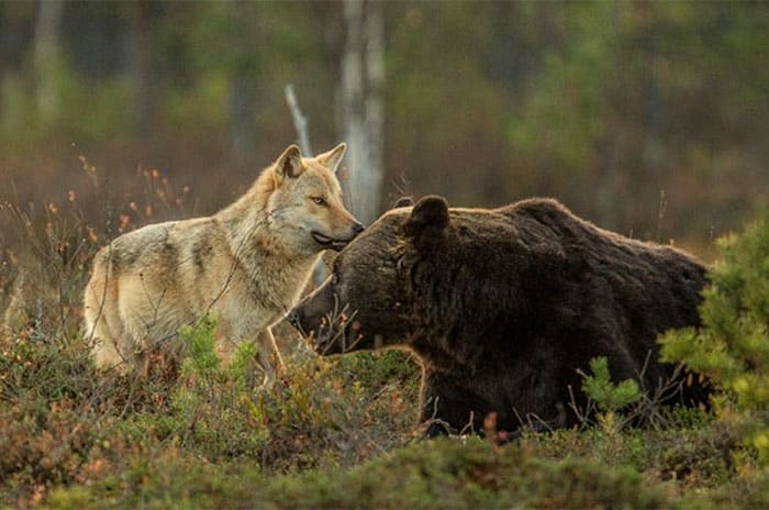 Unlikely animal friendships that prove nothing is certain in nature