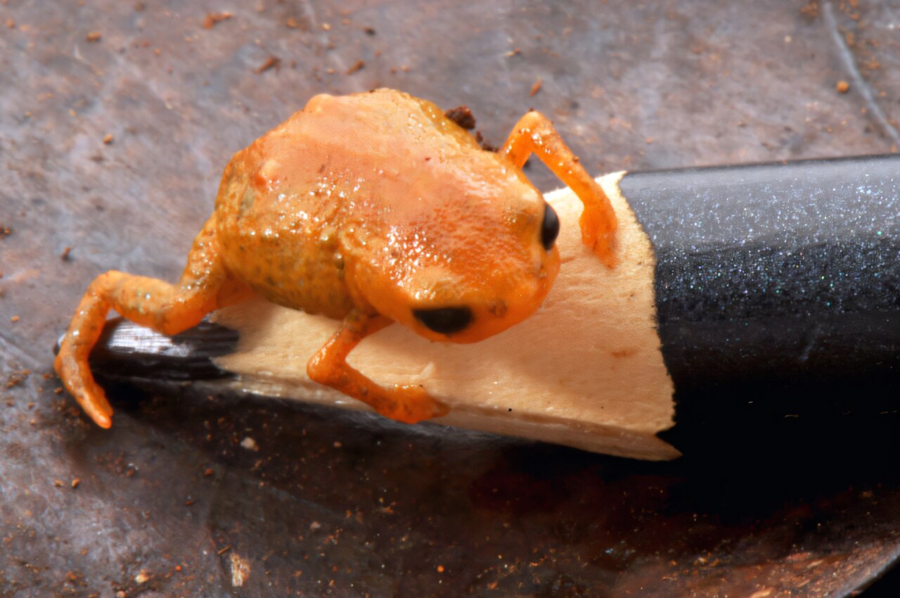 A new species of tiny orange frog discovered in Brazil's cloud forests