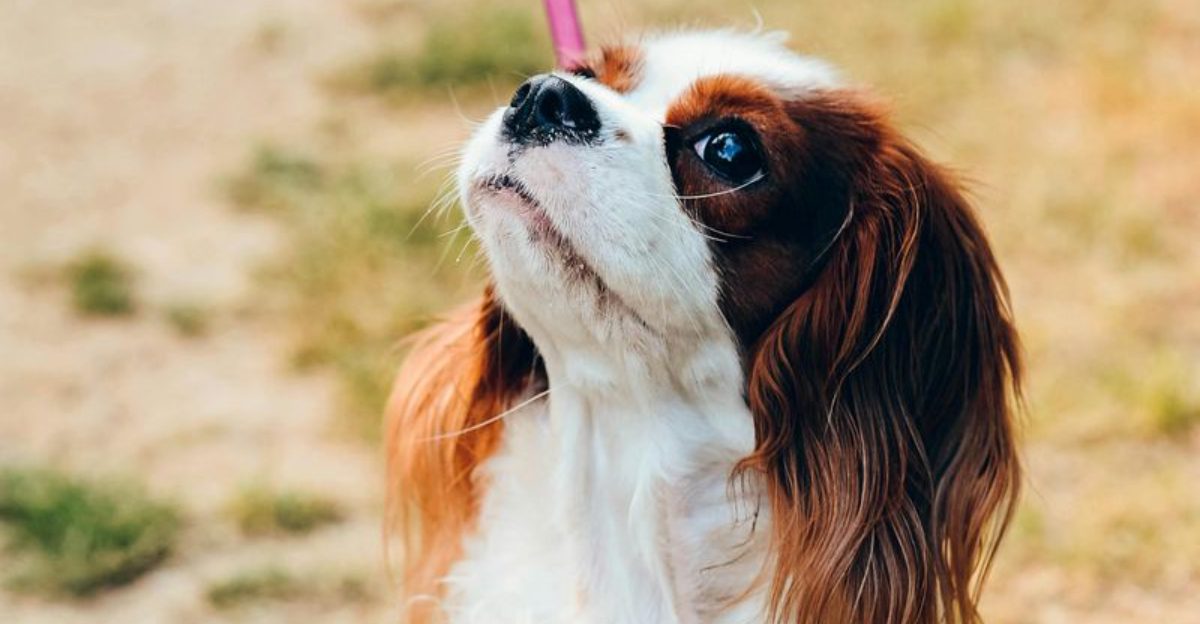 12 dog breeds that change their eating habits the moment they feel your ...