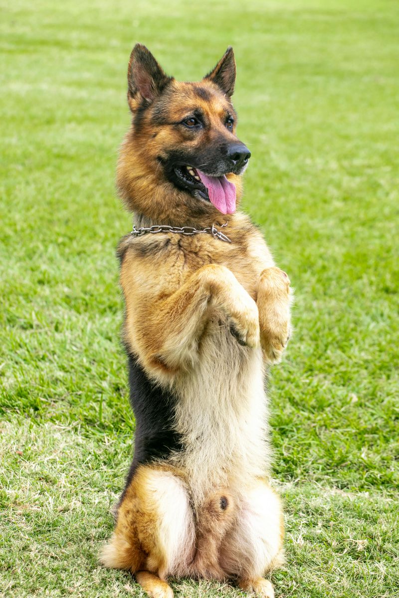 12 dog breeds that need emotionally strong owners, not just active ones
