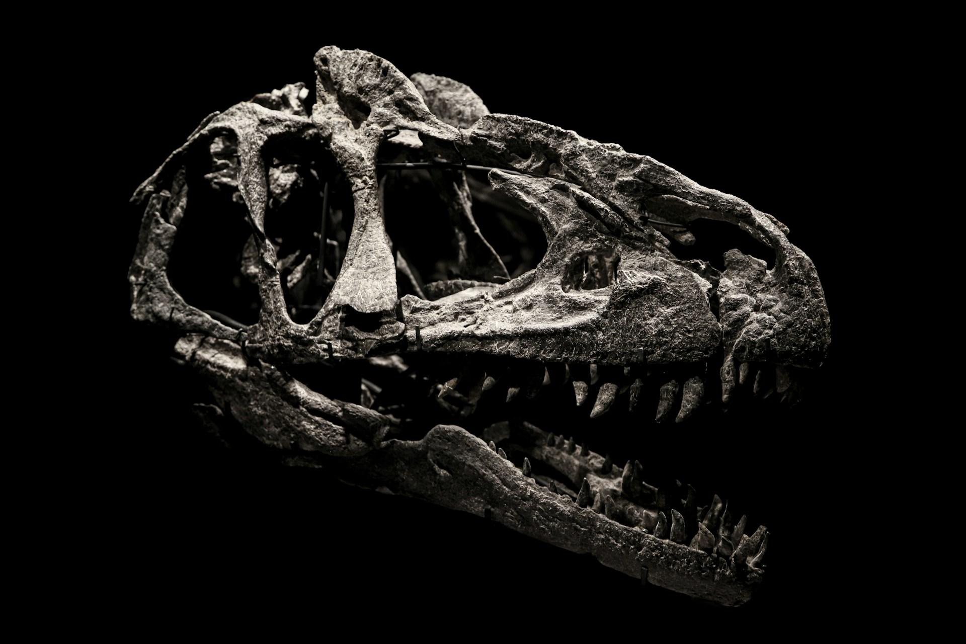 The best dinosaur fossil and prehistoric sites in Canada