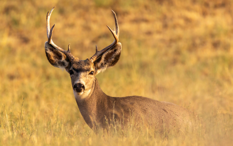 Montana's deer crisis: A fight for fair hunting