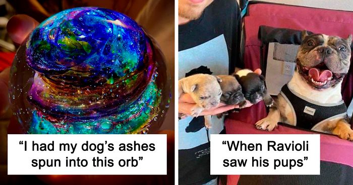 49 uplifting dog posts to make your day better (new pics)